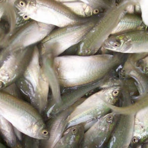 100 Golden Perch Fingerlings (AU $1.60 each) - Abington Aquaculture